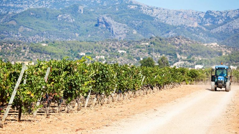 Visita las Bodegas de Mallorca más importantes