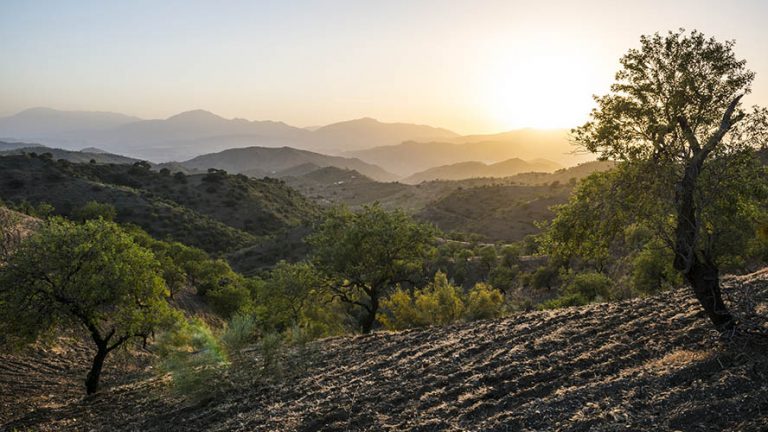 A walk through the Montes de Málaga - Barceló Experiences