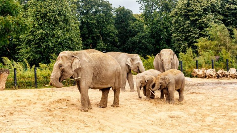 El zoo de Menorca, donde interactuar con la naturaleza.