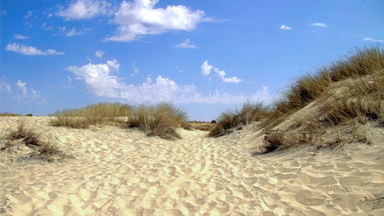 What to see and do in Matalascañas: beach and nature