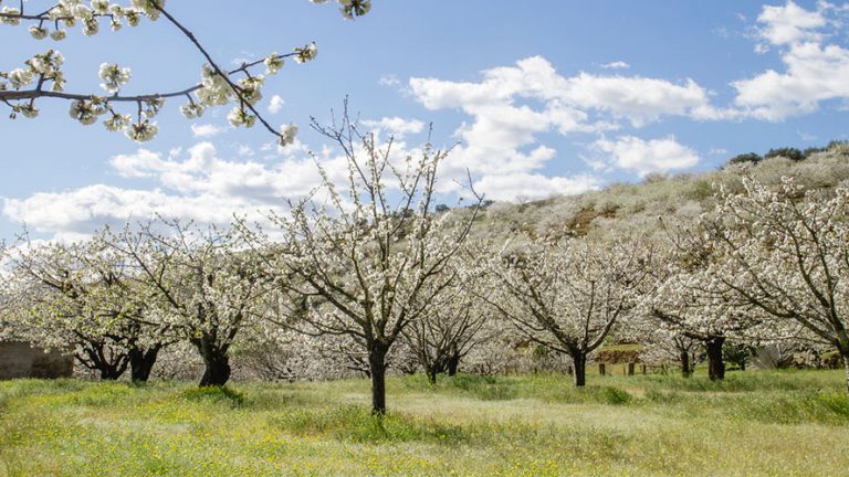 Enjoy the cherry blossom in the Jerte Valley in Cáceres