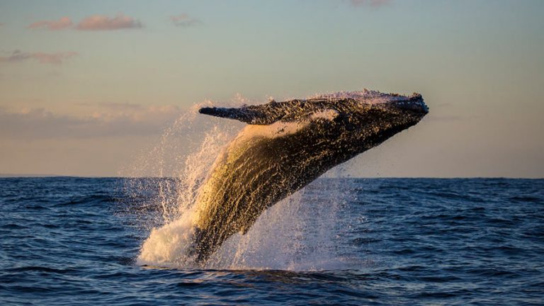 Humpback Whale Sanctuary in Samaná: nature in its purest form