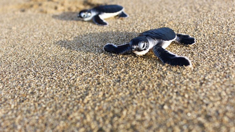 Sukamade Beach: Indonesia’s turtle sanctuary % - Barceló Experiences