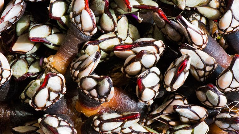 Traditional food in Vigo: seafood, little fried fish and lots of meat