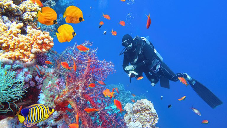 Diving in Cape Verde: a fascinating world of reefs and volcanic ...