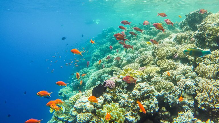 Sharm El Sheikh: a luxury destination between the Sinai Desert and the ...
